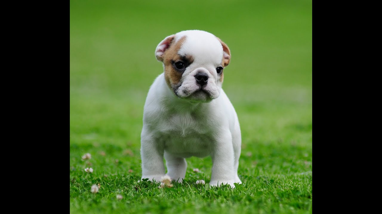 English bulldog puppies for sale Tiny - YouTube