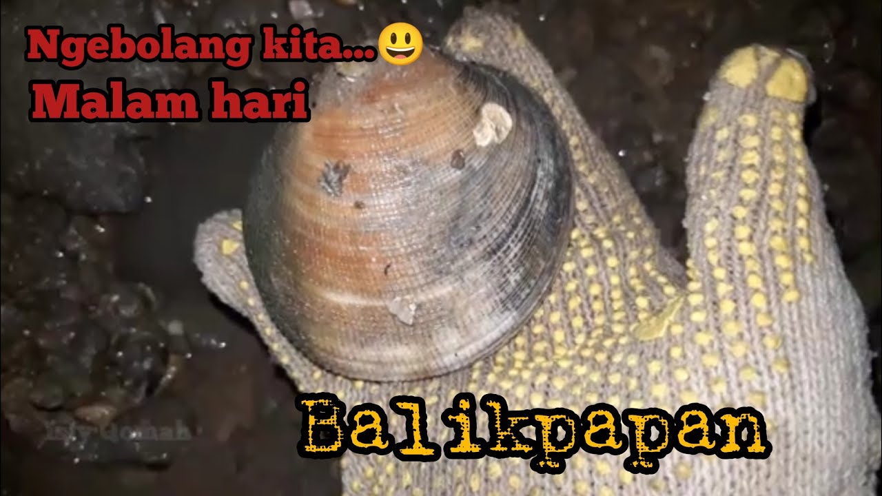 Air mulai surut kita Cari siput.malam hari gini siput cucung banyak ...