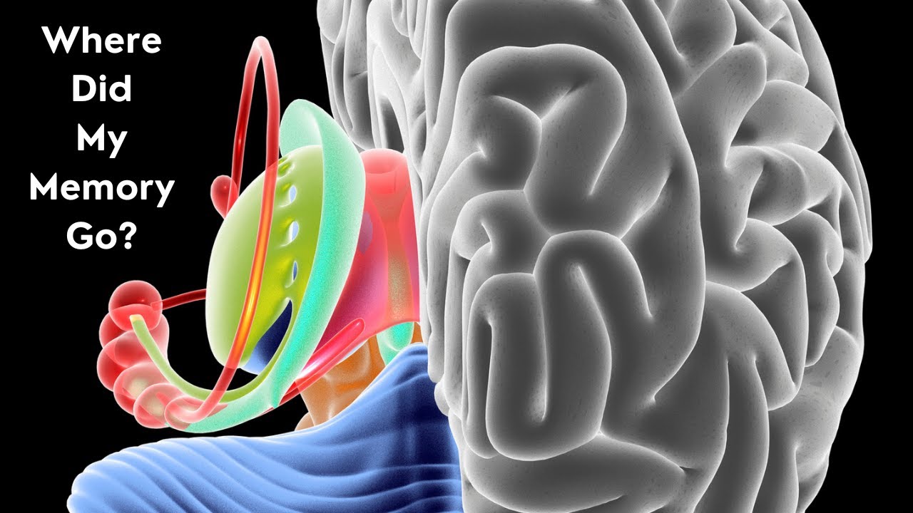 Where Did My Memory Go? The Anatomy of Memory - KWR 420 - Excerpt - YouTube