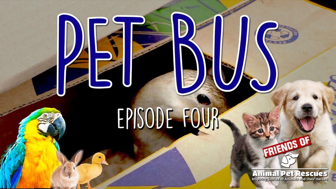 PET BUS - Episode 4 (Friends of Animal Rescues) - YouTube