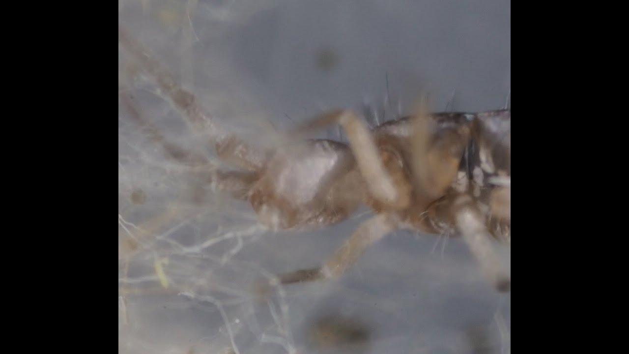 Pogonognathellus springtail eating mold - YouTube