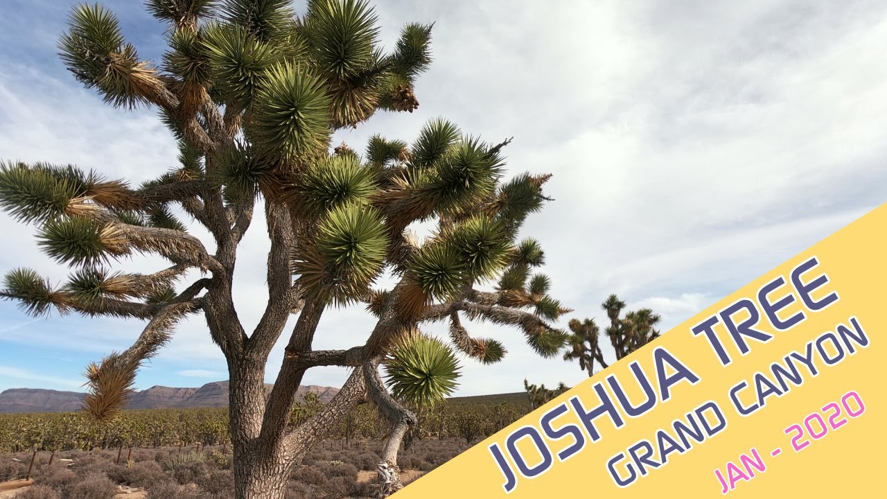 Grand Canyon West - Joshua Tree Forest | 4K Vlogs | Part1 - YouTube
