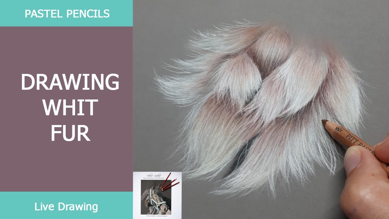 Drawing White Fur with pastels - Sabine Lackner Fine Art - YouTube