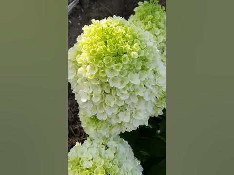 Гортензия Саммер Сноу - YouTube