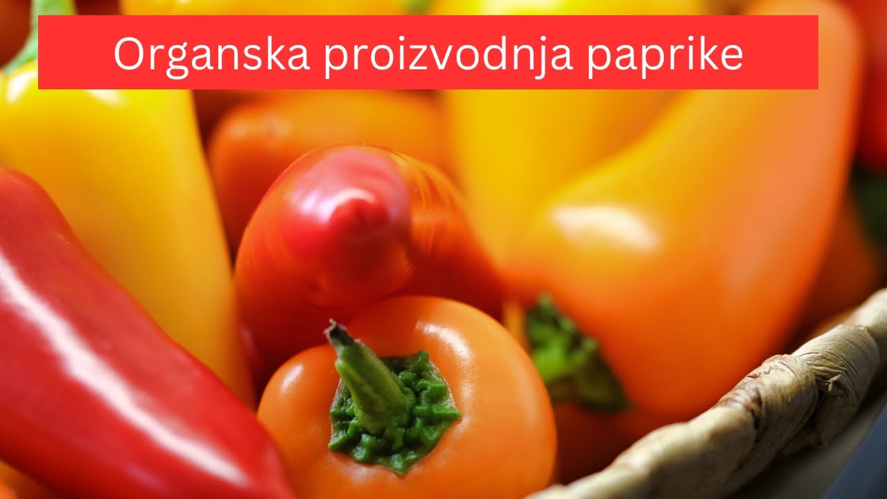 Organska poljoprivreda - Proizvodnja paprike na otvorenom - YouTube