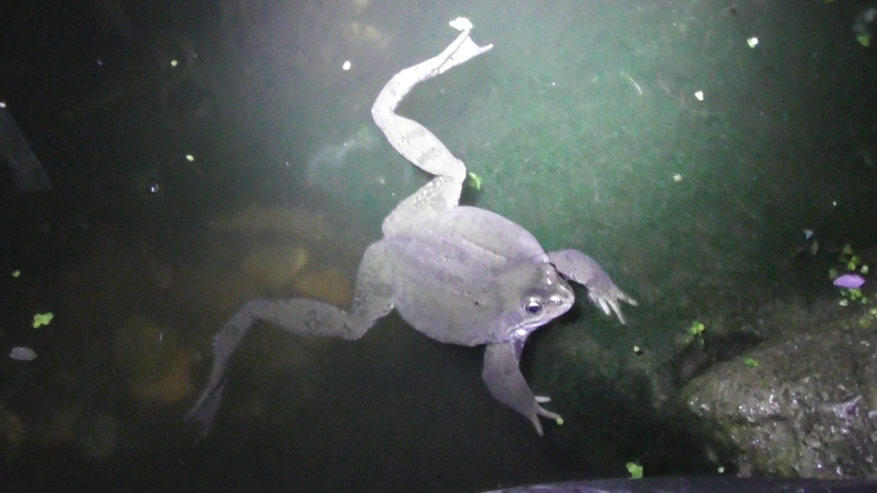 First days frogspawn & croaking noise 10mar17 Cambridge 837p - YouTube