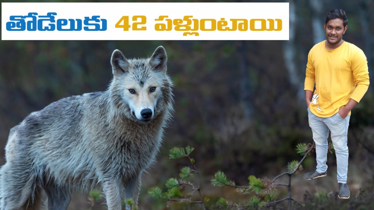 about wolf in telugu || ROYAL TELUGU || - YouTube