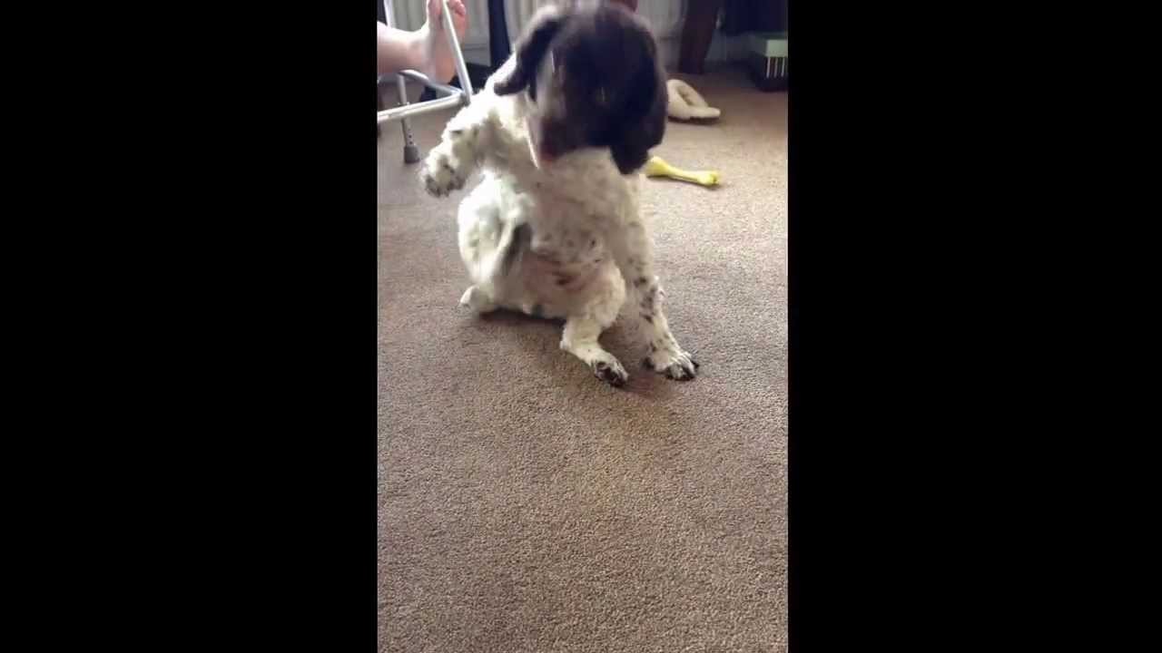 Mad springer spaniel - YouTube