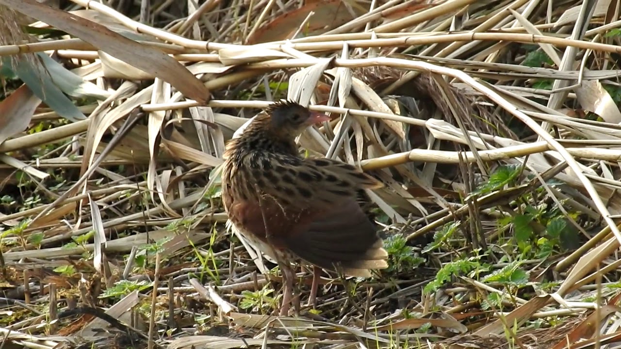Corn Crake - YouTube
