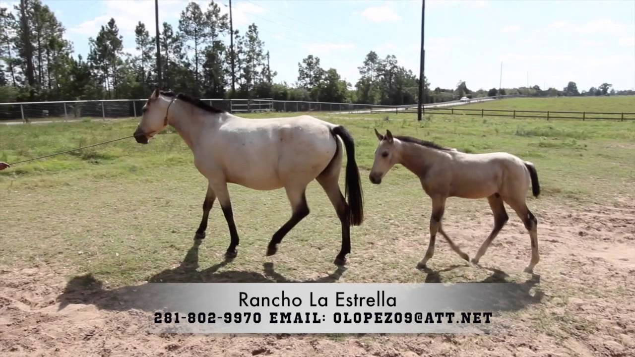 LA ESTRELLA RANCH | THOROUGBRED HORSE FARM - YouTube