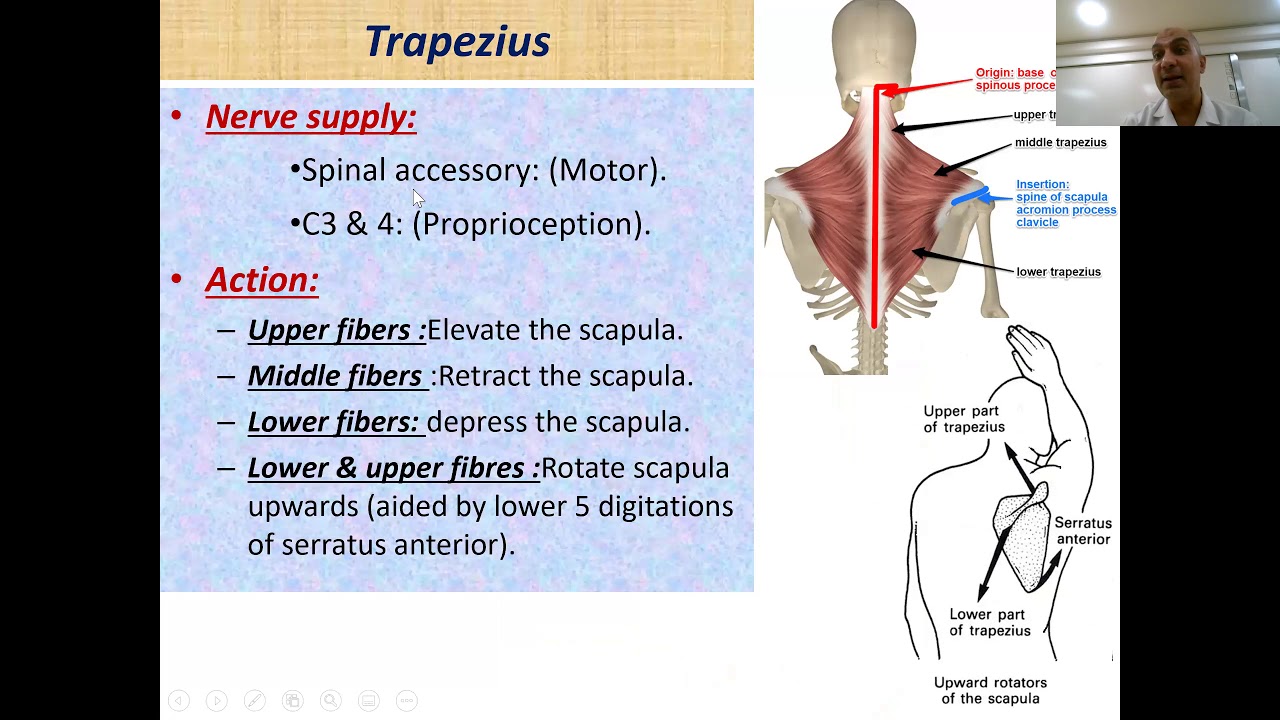 Revision 1 (upper limb) - YouTube
