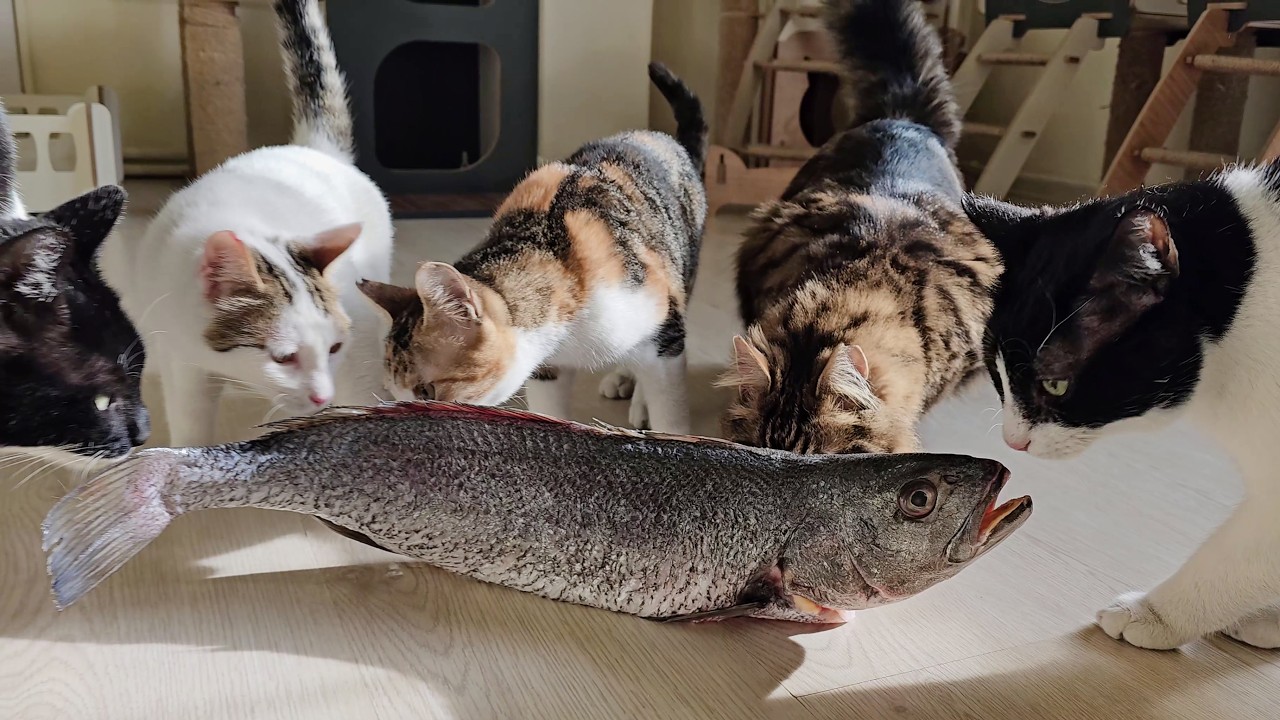 Cats eagerly waiting to eat a giant fish larger than their own size ...