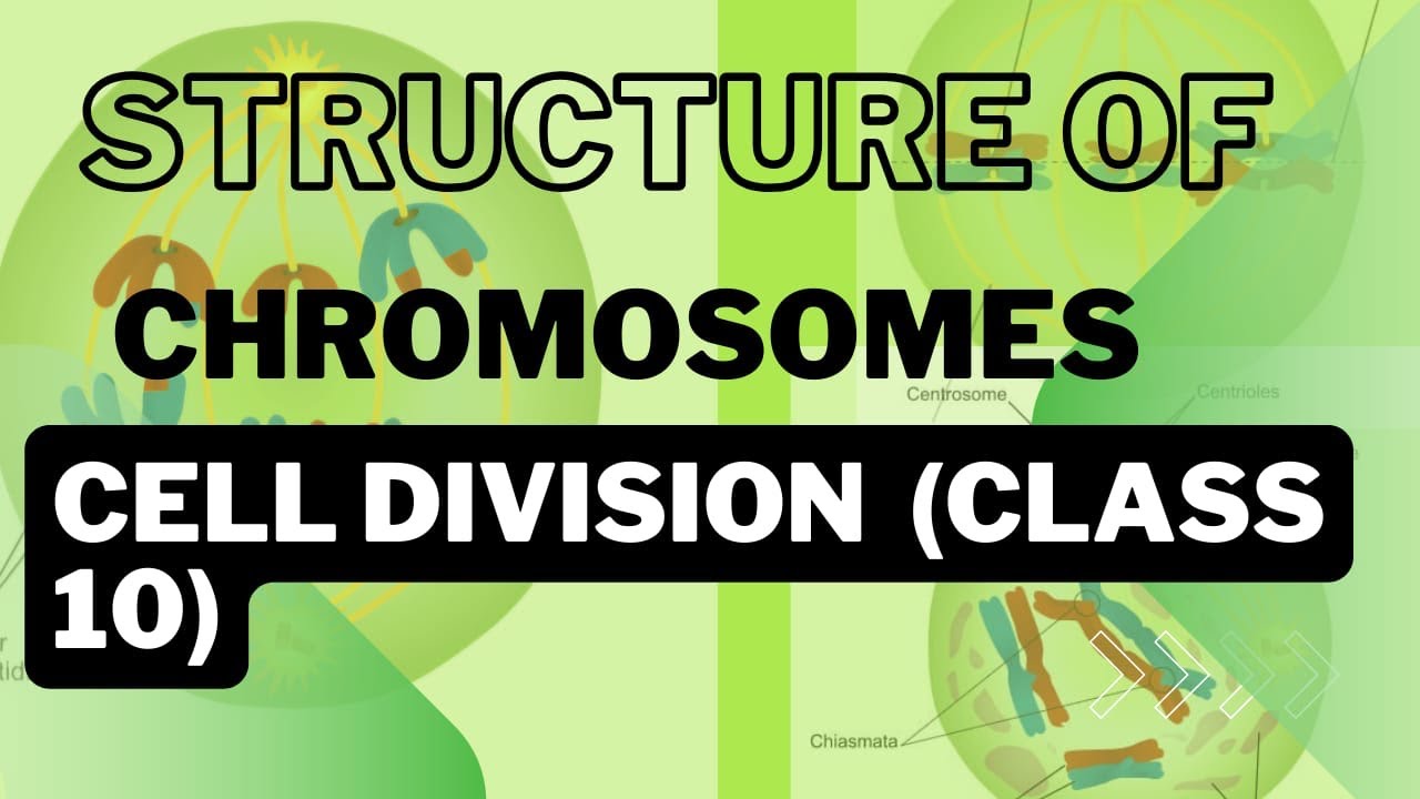 Structure of Chromosomes || Cell Division (Class 10)|| Mitosis ...