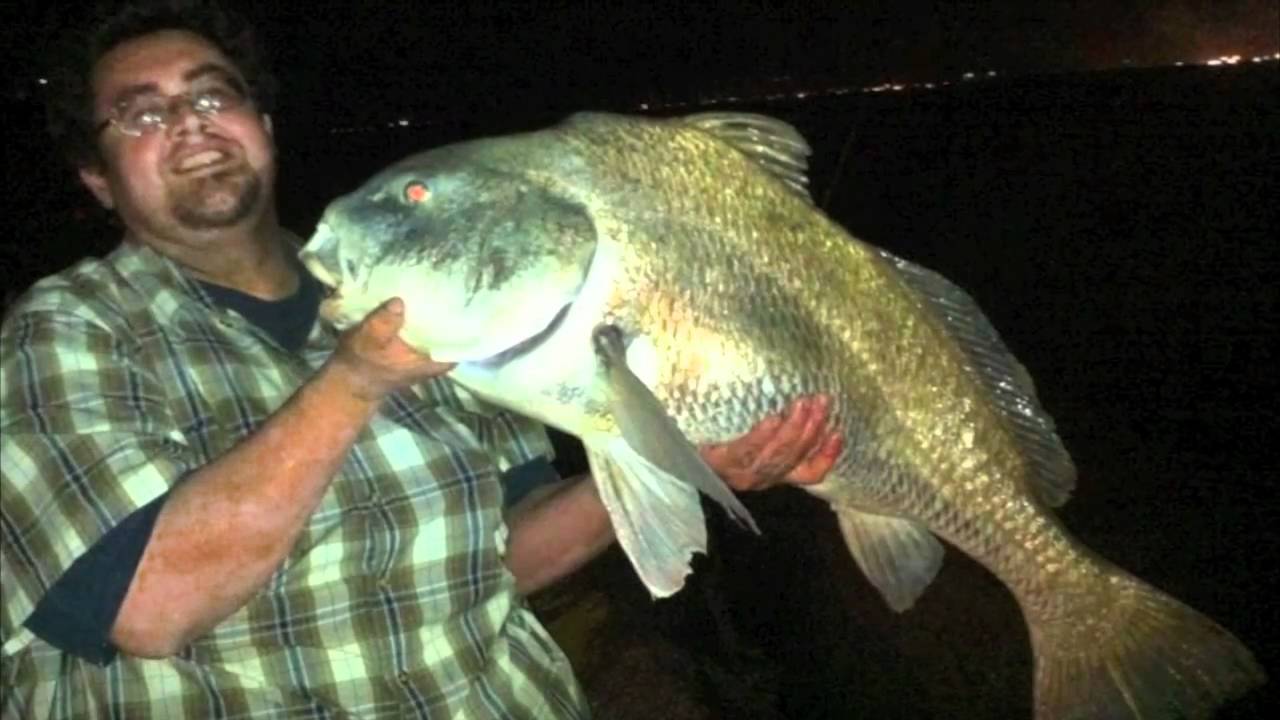 Texas Monster Black Drum and Bull Red in the Gulf, Pescado Tambours ...