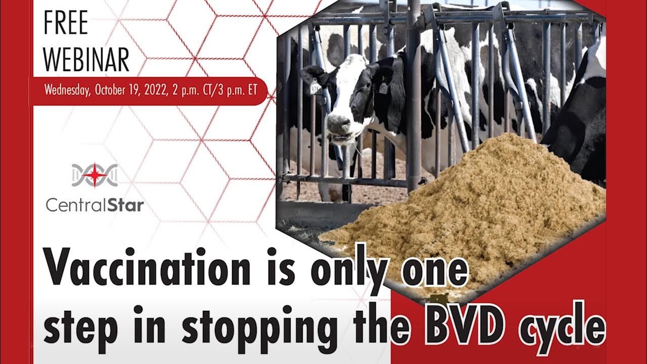 Vaccination is only one step in stopping the BVD cycle - YouTube