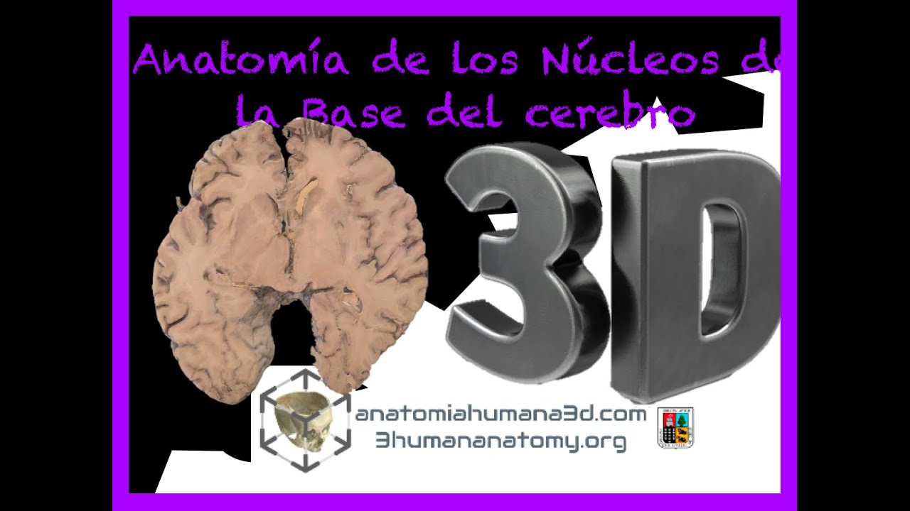 Anatomía de Núcleos de la base del cerebro, en un corte horizontal ...
