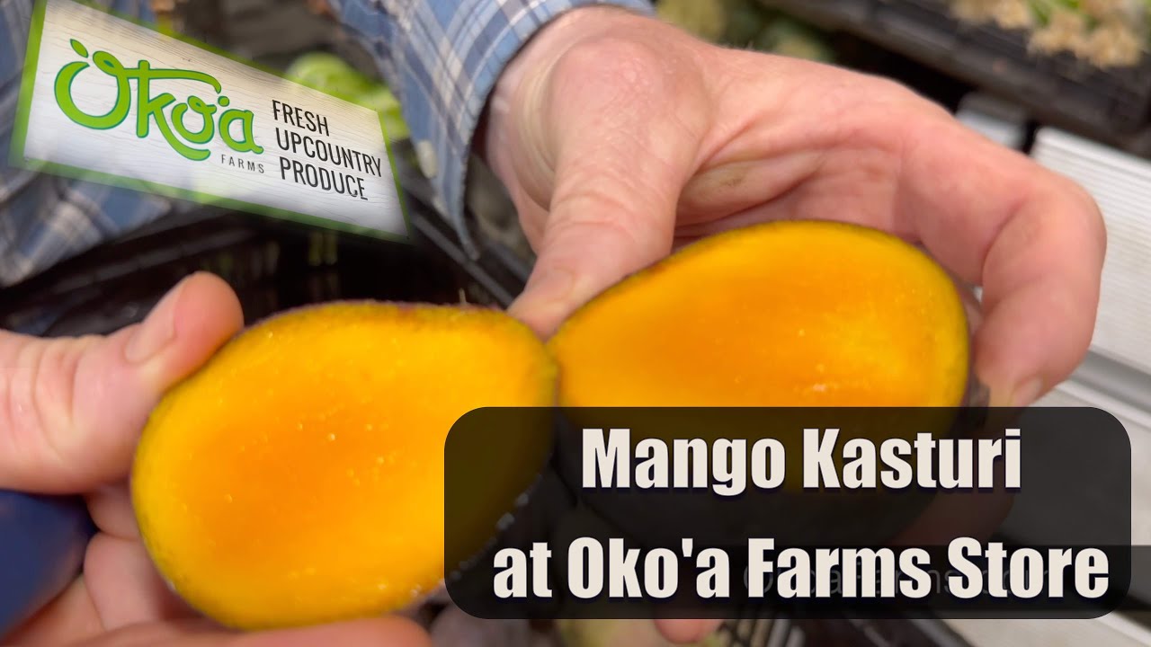 Mango Kasturi at Oko'a Farms (July & August) - YouTube