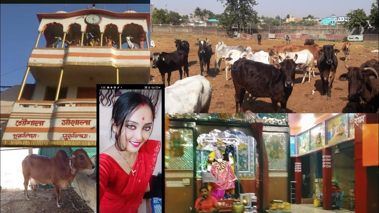 পুরুলিয়া গোশালা গেলাম ঘুরতে/purulia gaushala - YouTube