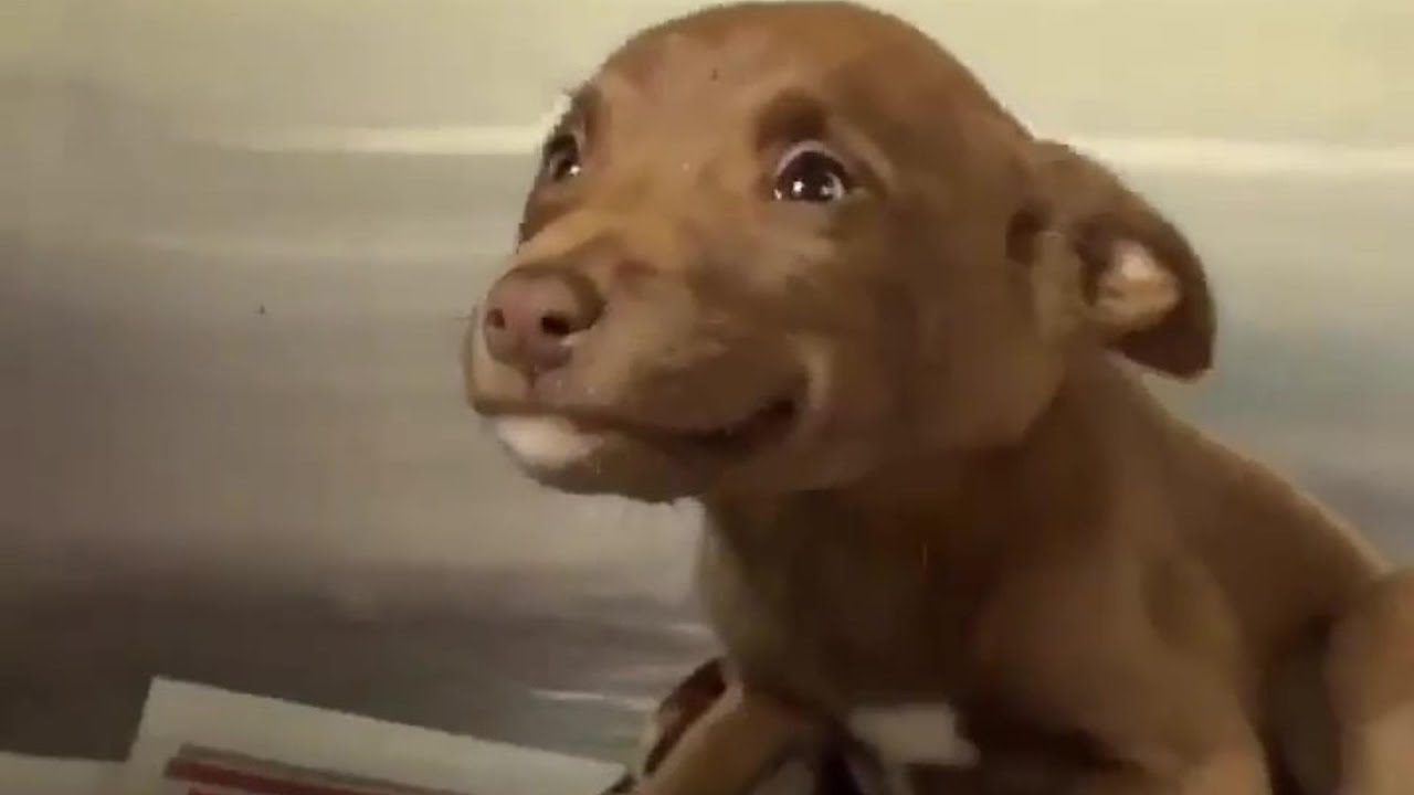 Pittie puppy can't stop smiling, her heart bursting with joy at the ...