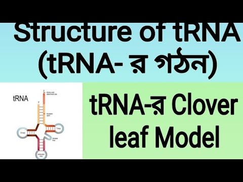 Structure of tRNA//Clover Leaf model of tRNA// Adaptive molecule ...