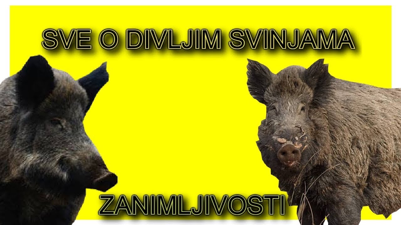 DIVLJA SVINJA - VEPAR - Opis, historija, napadi, zanimljivosti, bolesti ...