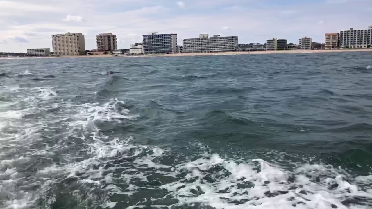 Riding with dolphins in Virginia Beach - YouTube