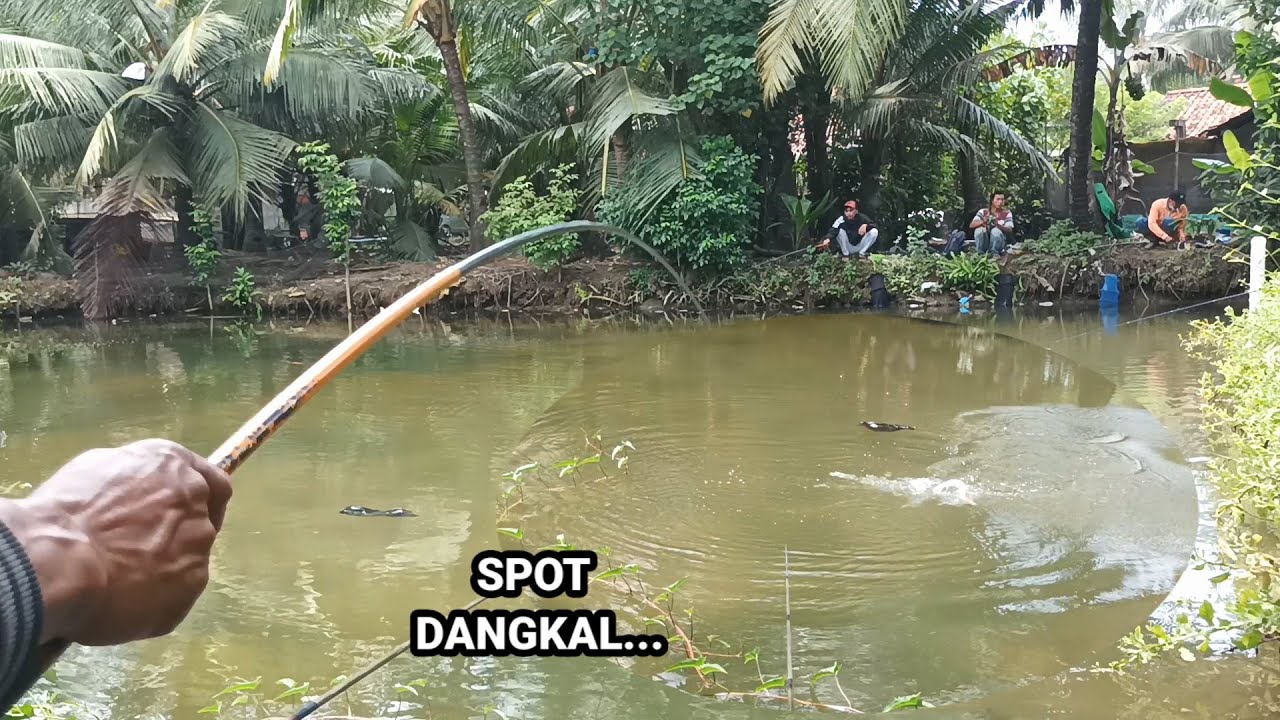 Mancing Mania | Memncing Ikan Nila Di SPOT DANGKAL | Fishing Videos ...