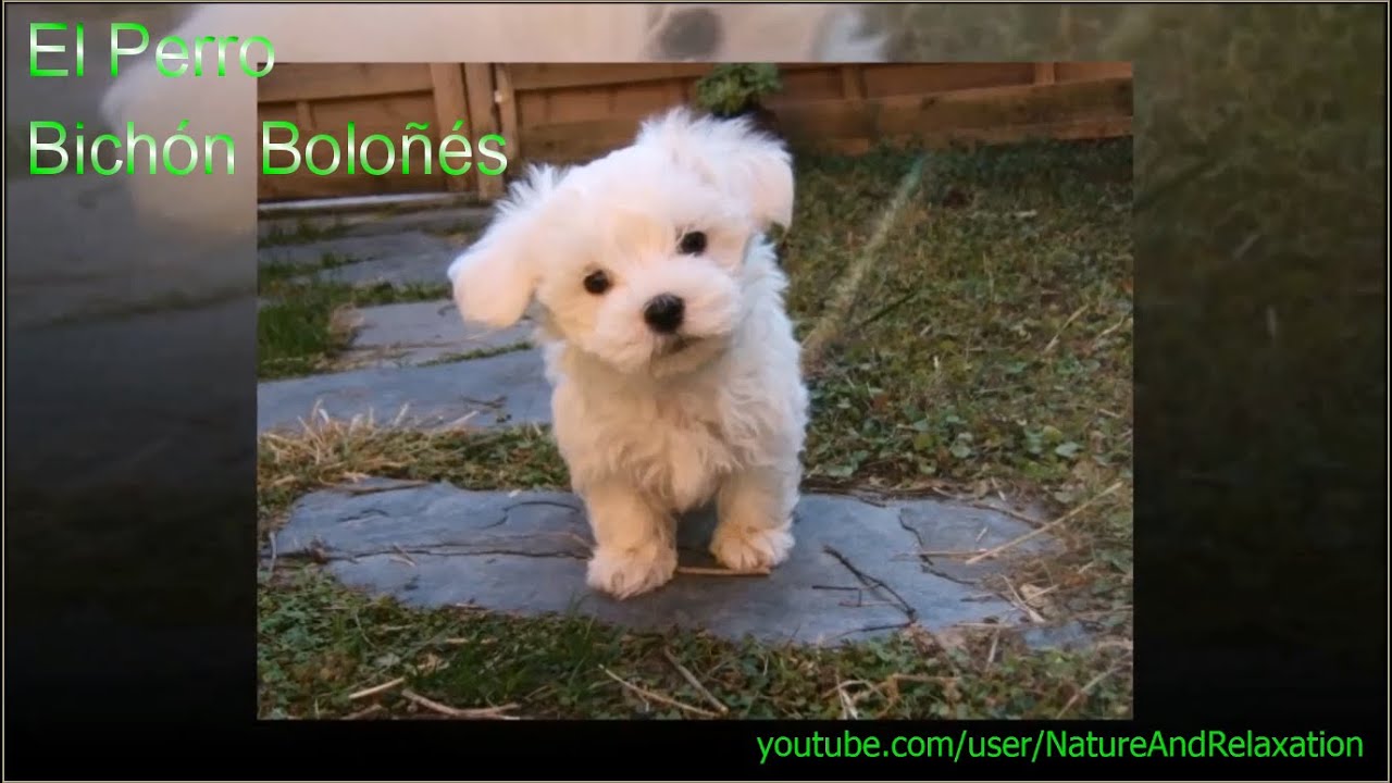 El Perro Bichón Boloñés - Razas de Perros - YouTube