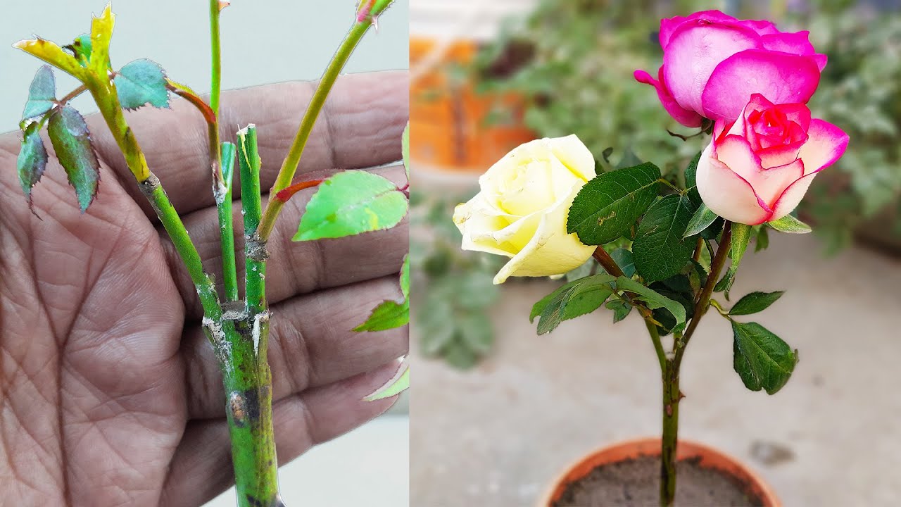 How to graft on roses///Simple but unique tips for growing roses by ...