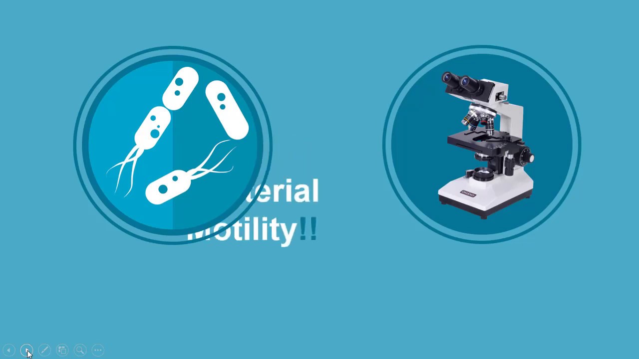general microbiology motility demonstration - YouTube
