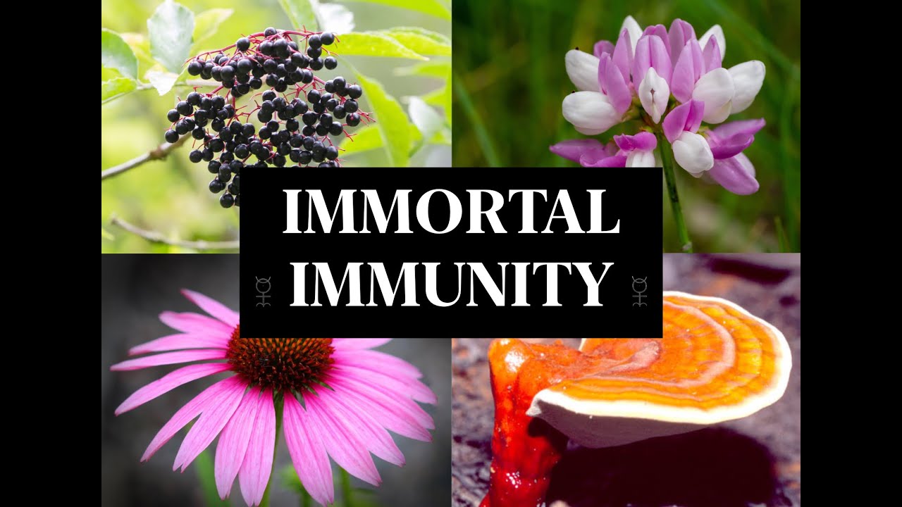 IMMORTAL IMMUNITY - Plant Medicine Collection - YouTube