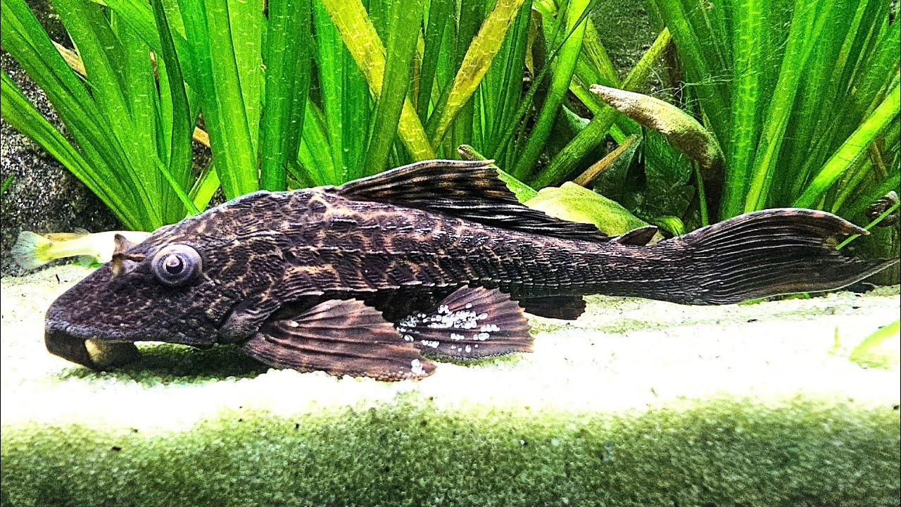 LIVE FISH AQUARIUM🐟 Fish Tank with Water Sounds🐠 - YouTube