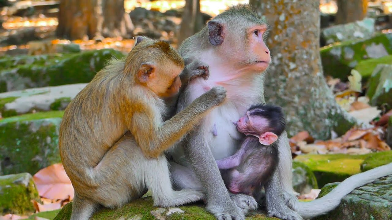 OMG__Good time for baby of Button monkey for breastfeeding from mom. So ...