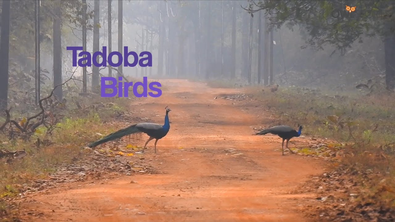 Tadoba birds #birds - YouTube