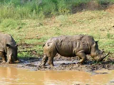 Rhino mud wallow at Askari - YouTube