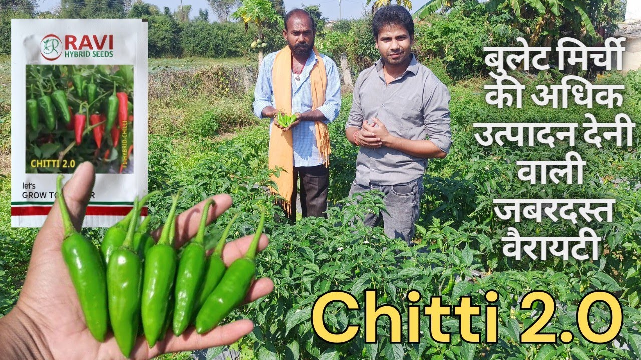 बुलेट मिर्ची की अधिक उत्पादन देने वाली वैरायटी | Chitti 2.0 Chilli🌶️ ...