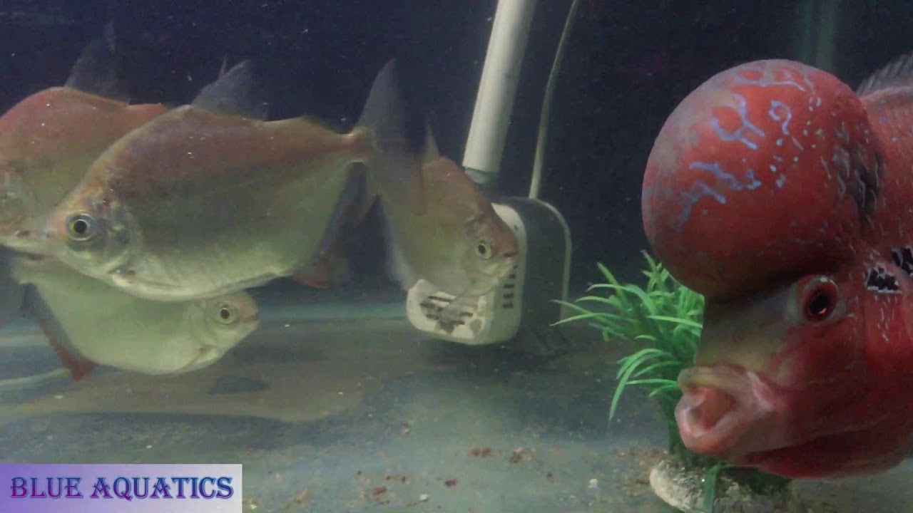 My Flowerhorn Tankmates: Arowana, Pacu, Silver dollar, Parrots - YouTube