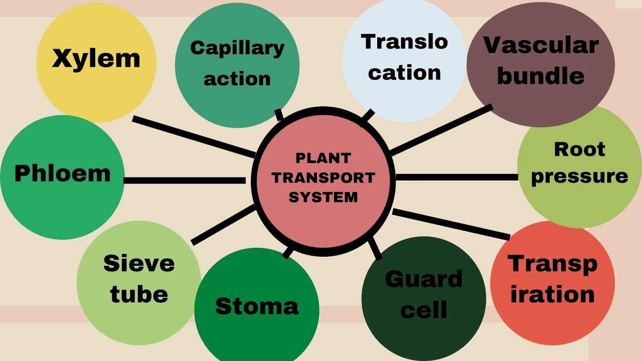 Science 8 Quarter 1 Week 2 Plant Transport System Revised Kto12 ...