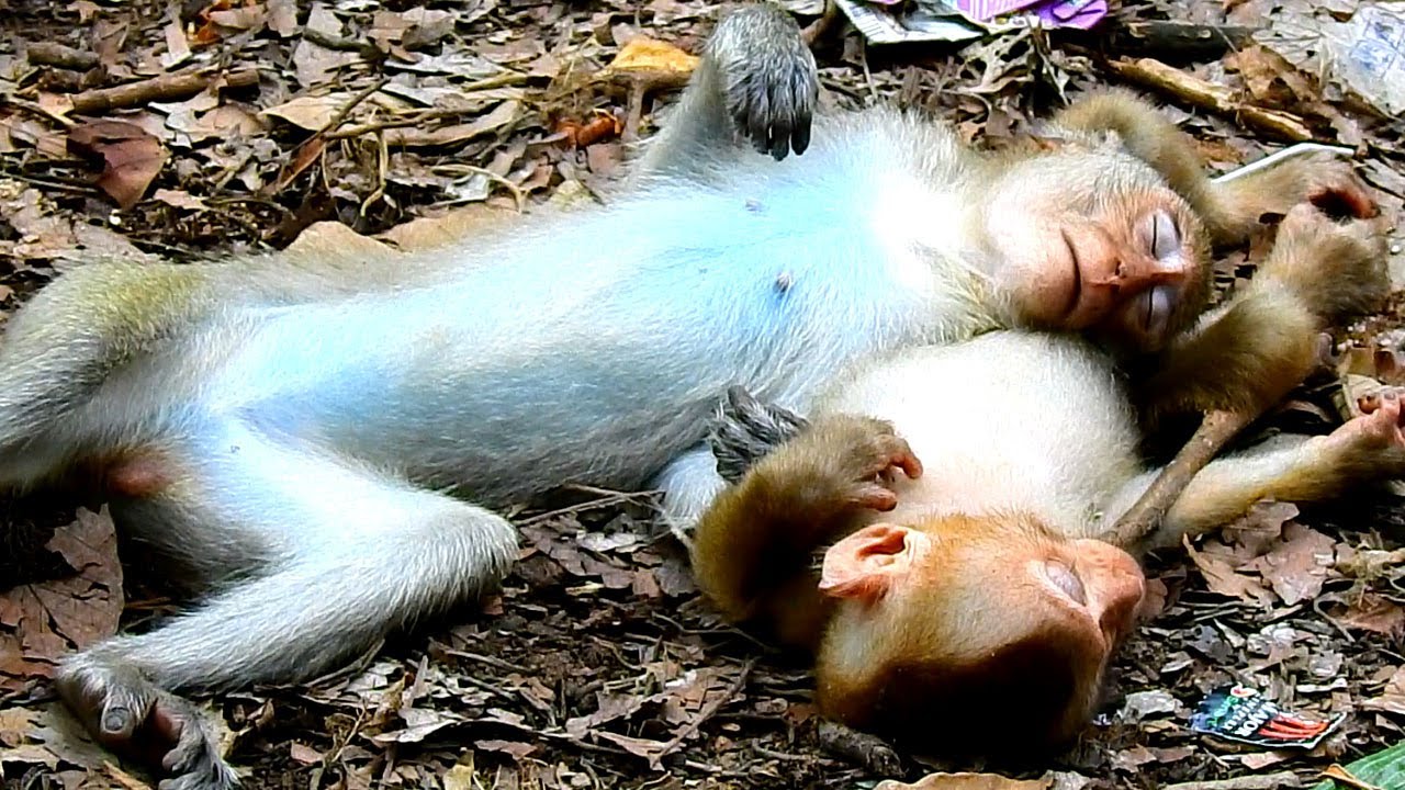 Best Friends Forever: How These Monkeys Share Everything - YouTube