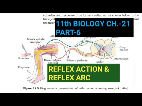 Class 11 Biology|Ch.-21 |Part-6||Reflex action & reflex arc||Study with ...