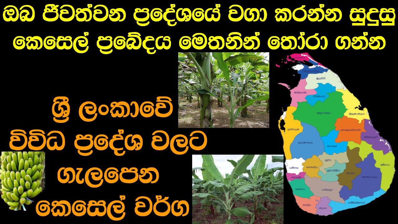 ශ්‍රී ලංකාවේ විවිධ ප්‍රදේශ වලට ගැලපෙන කෙසෙල් වර්ග | Most Suitable Types ...