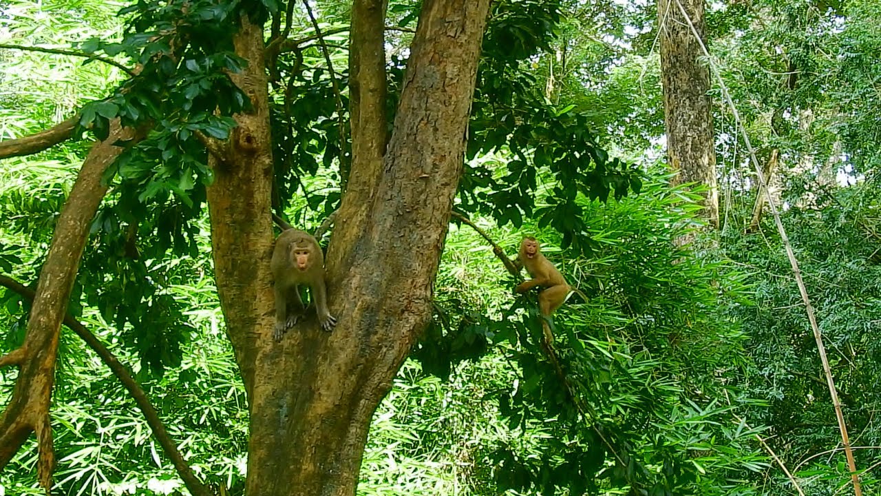 OMG Amanda fall off tree, Amber chase her quickly, No one help on top ...