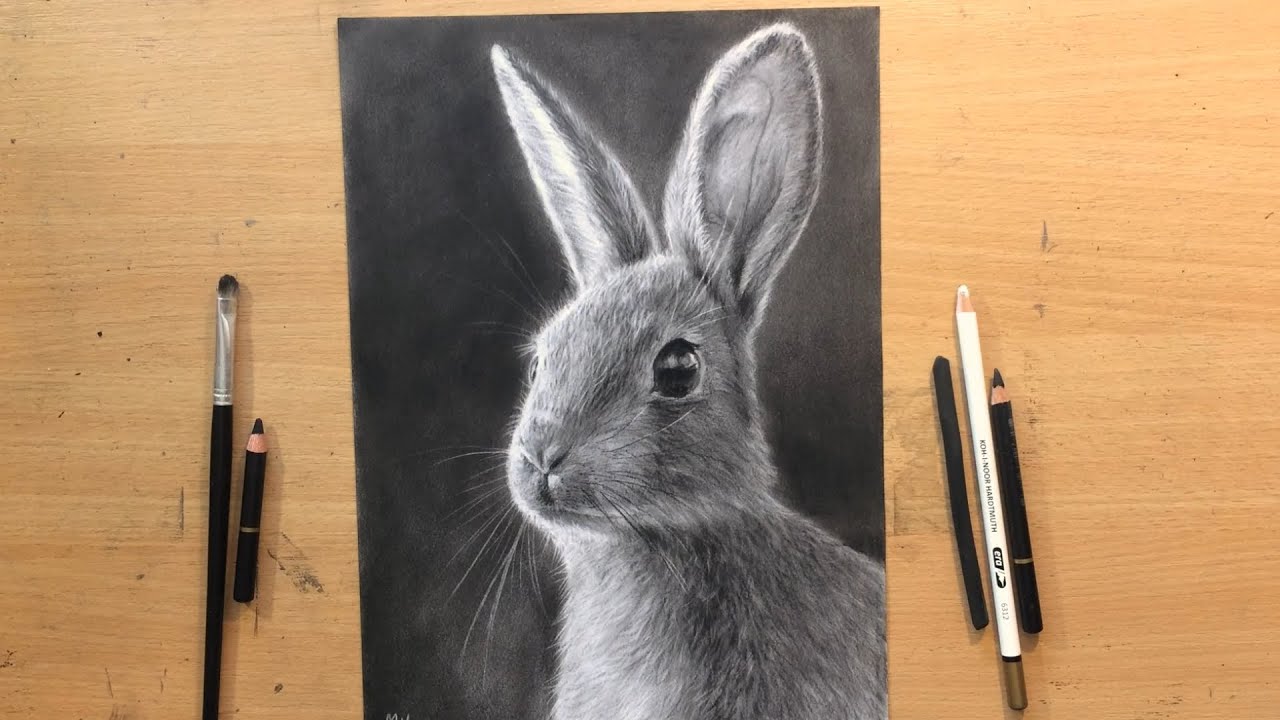 Bunny Rabbit Charcoal Drawing - YouTube