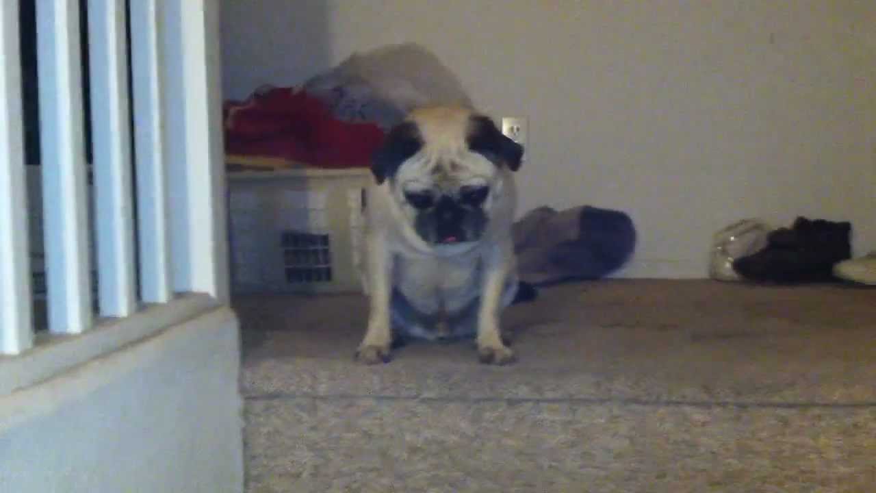 Pug Clip Compilation - YouTube