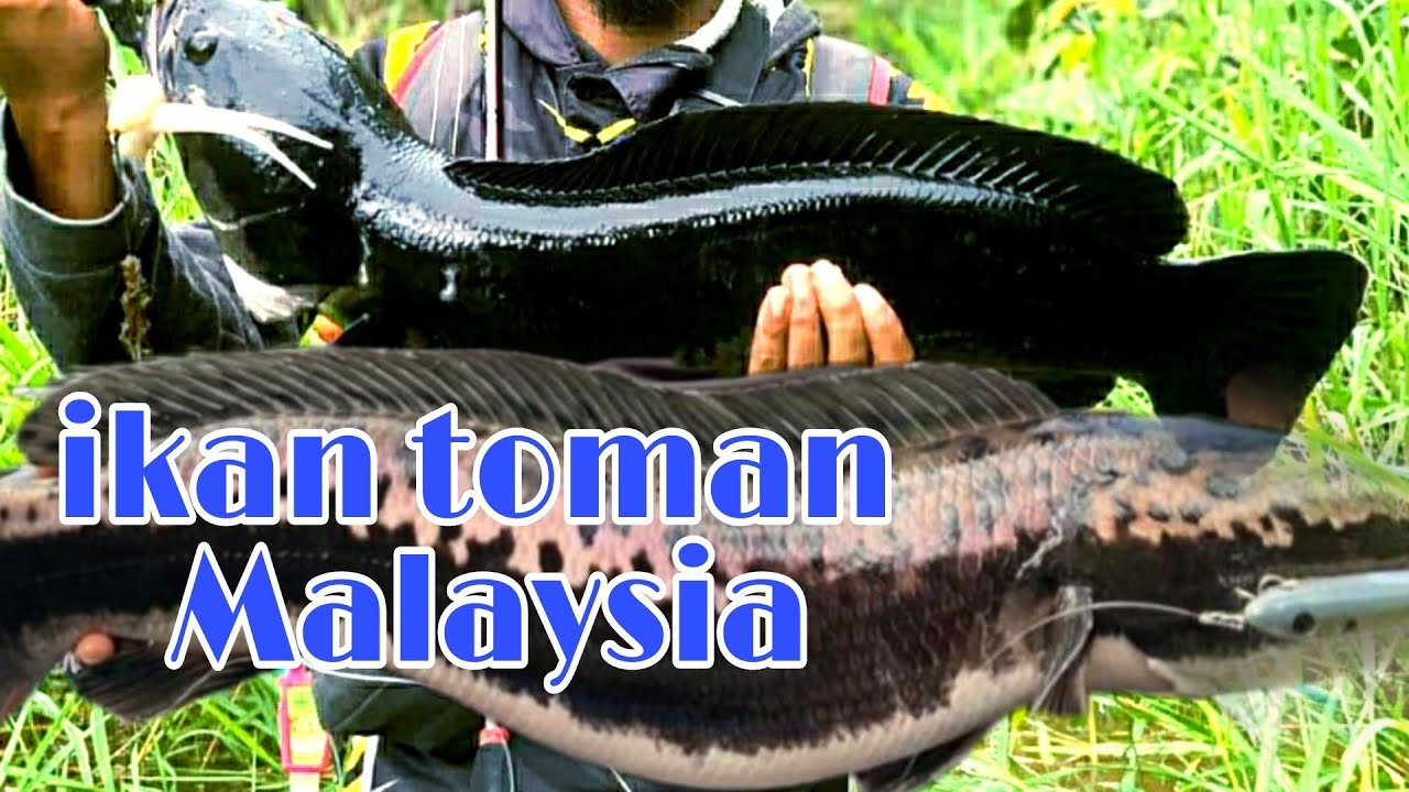 ikan toman besar, pemancing casting - YouTube
