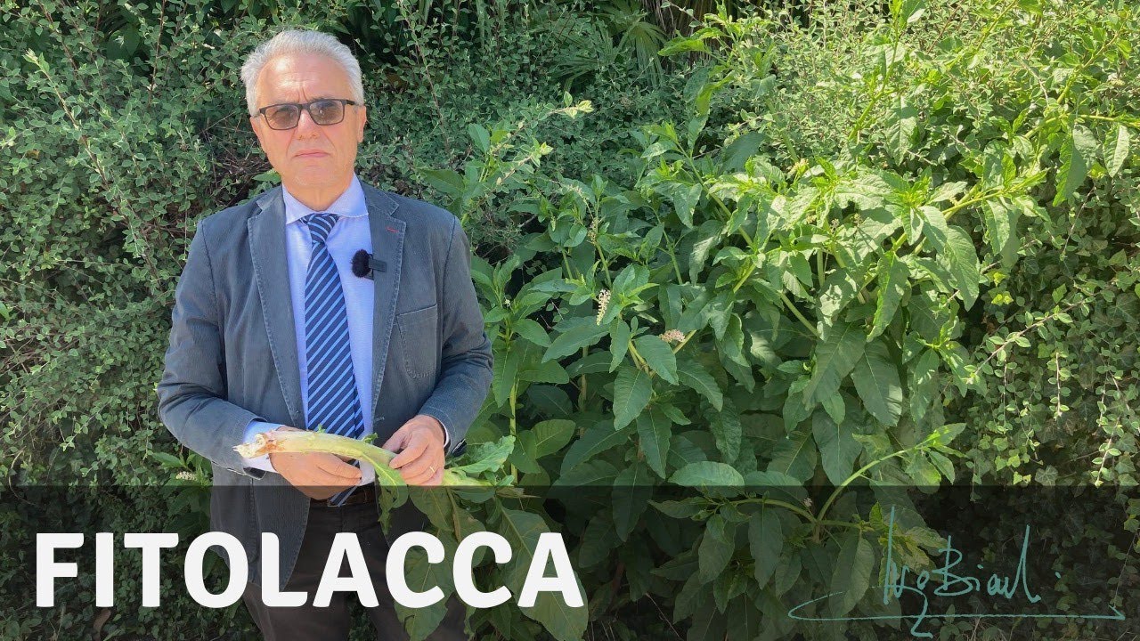 Fitolacca, in dose omeopatica, per le Malattie Virali - YouTube