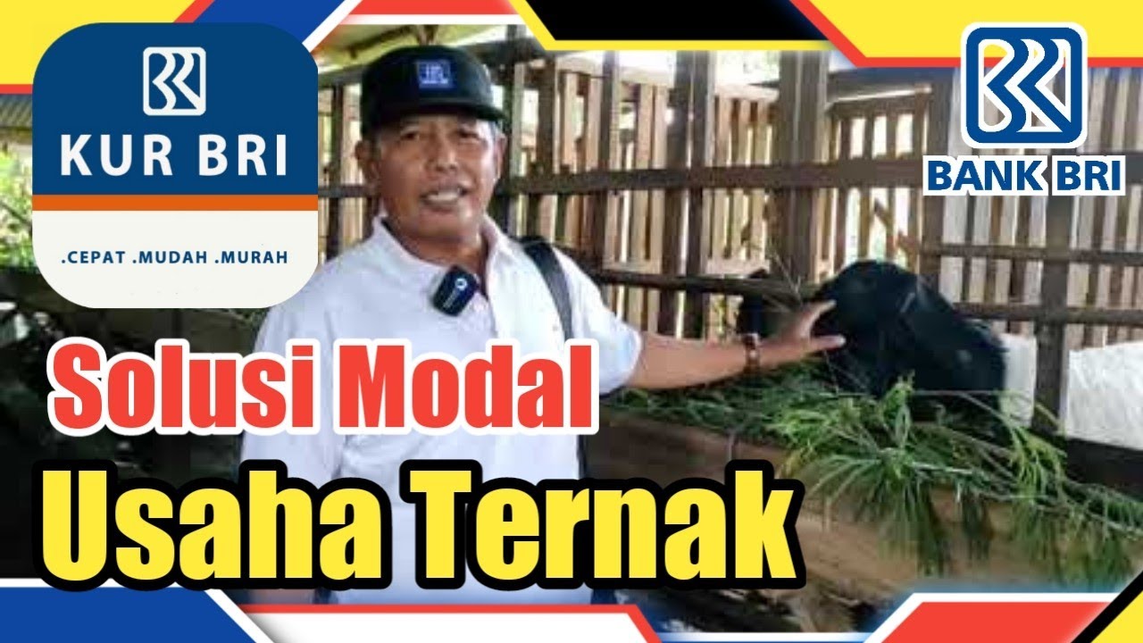 Solusi Modal Usaha Ternak, KUR BRI Sangat membantu permodalan usaha ...