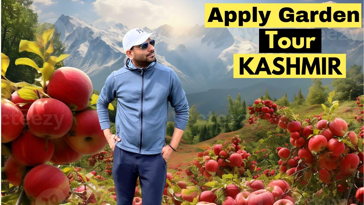 Apple Garden In Kashmir | Visting Apple Orchard in Kashmir | Apple ...