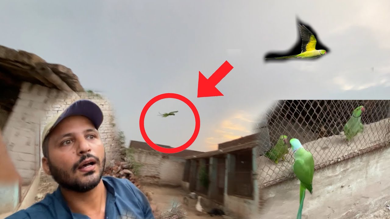 Devil parrot ko aj phir azaad kr diya - YouTube