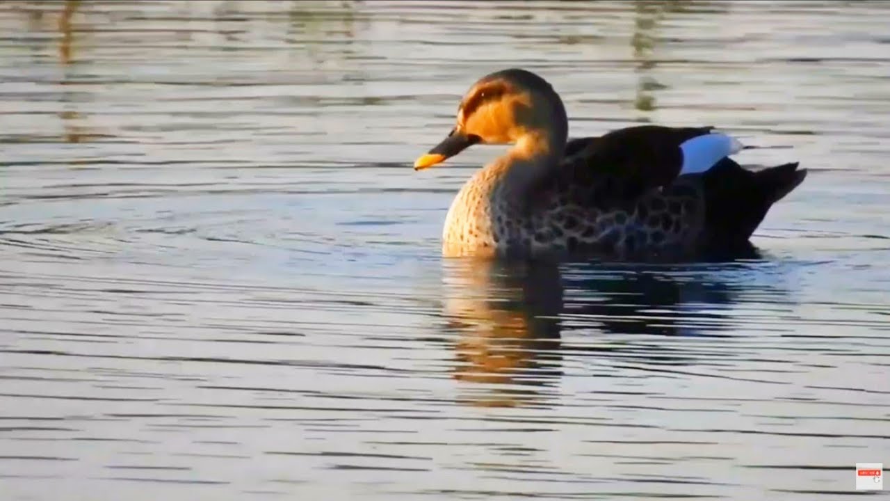 Ducks Swim | Duck Race | Duck Fly | Bird Watching | Bird Lovers ...